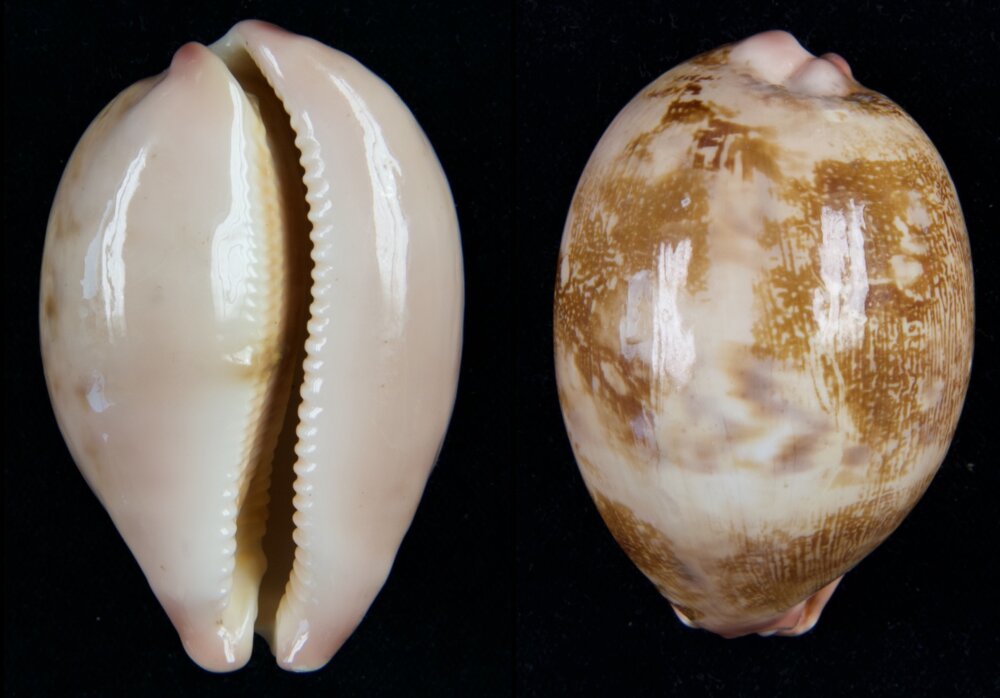 New shells - ShellBrothers - New shells