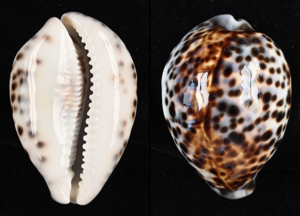 New shells - ShellBrothers - New shells