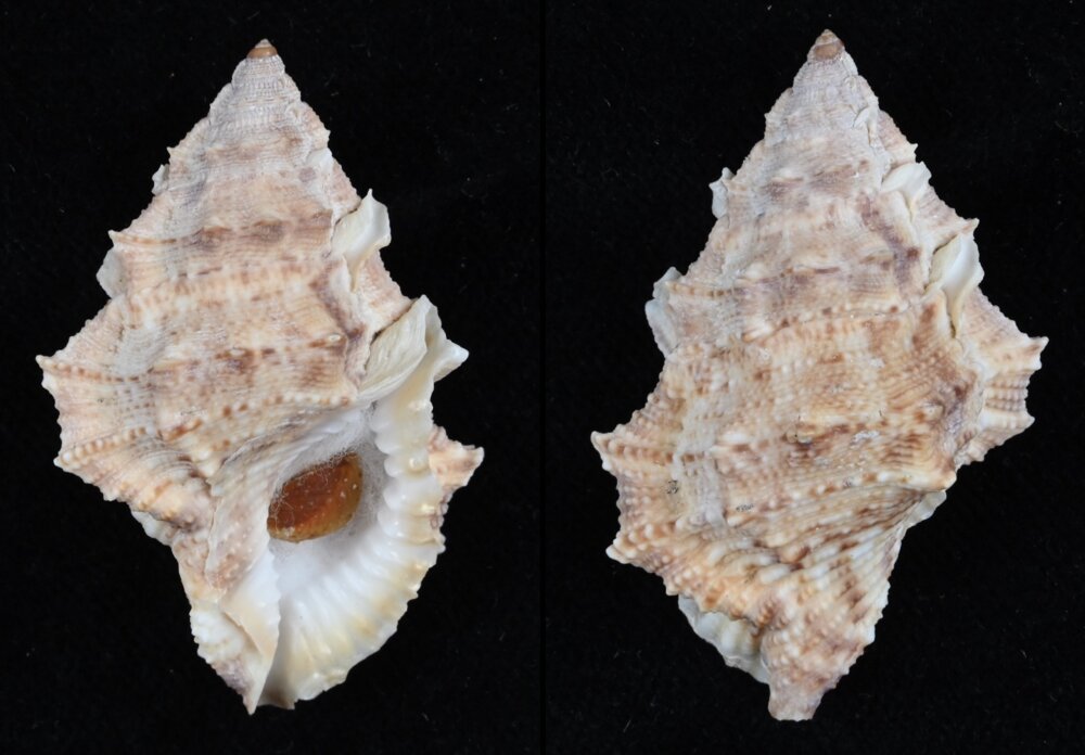 New shells - ShellBrothers - New shells