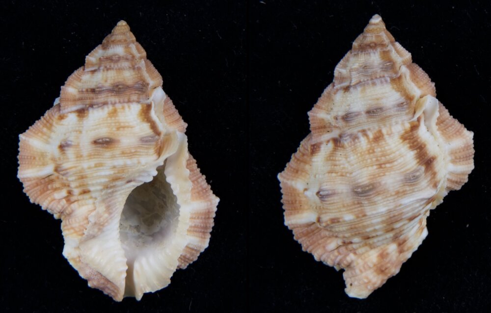 New shells - ShellBrothers - New shells