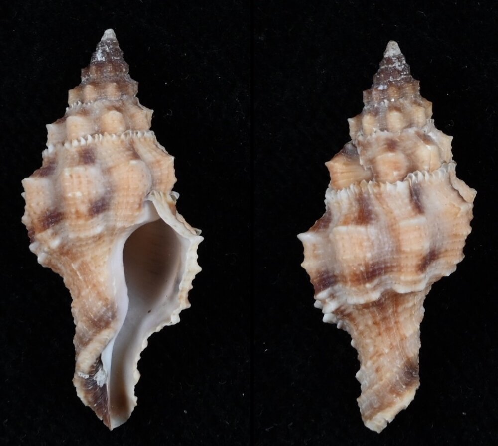 New shells - ShellBrothers - New shells