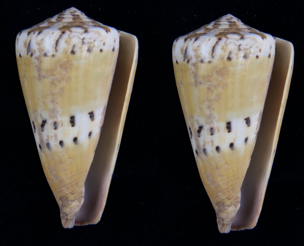 New shells - ShellBrothers - New shells