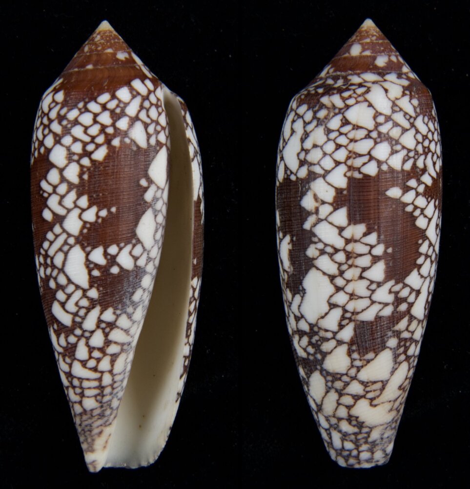 New shells - ShellBrothers - New shells