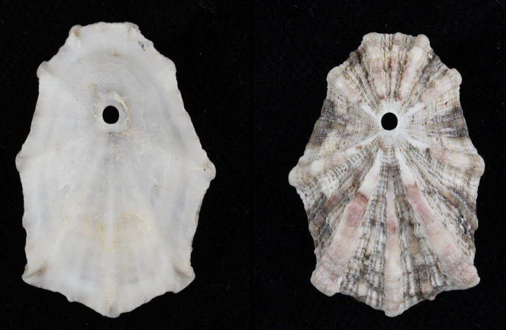 New shells - ShellBrothers - New shells