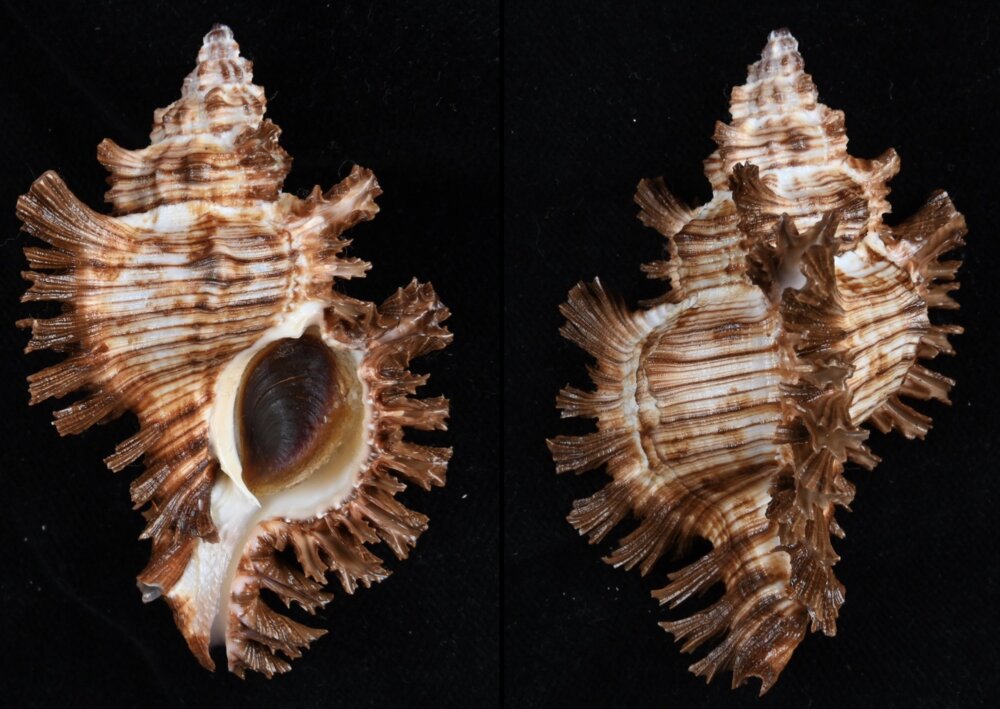 All shells - ShellBrothers - All shells