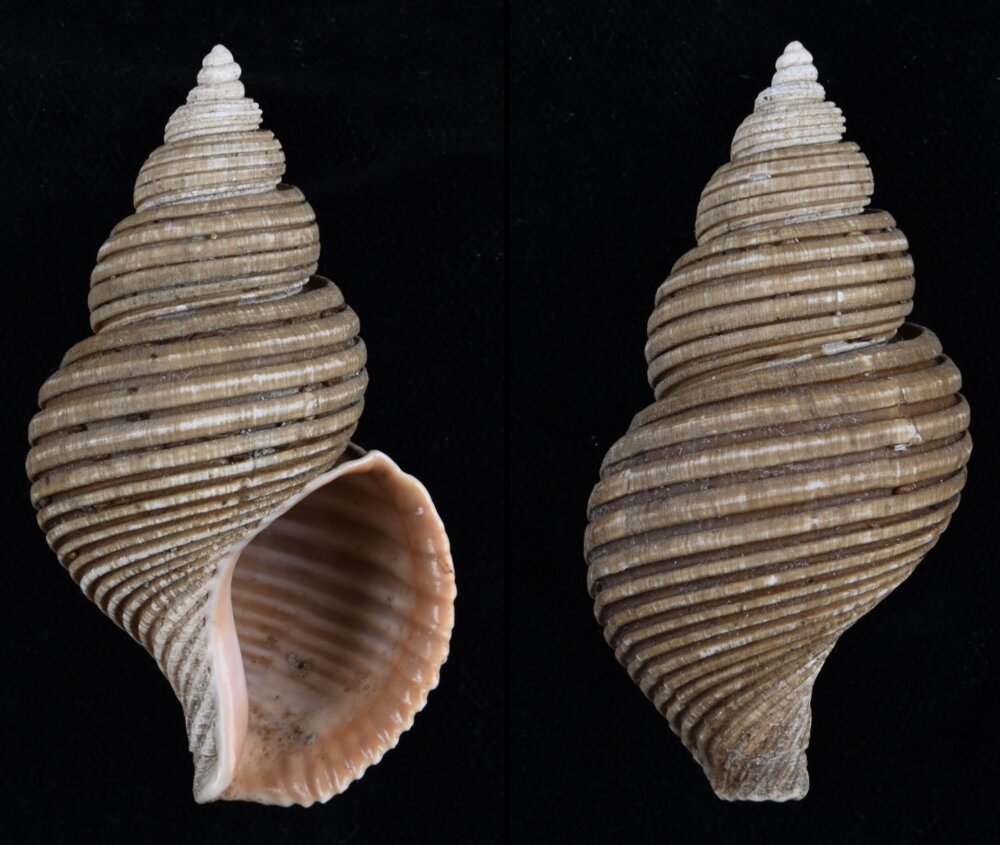 All shells - ShellBrothers - All shells