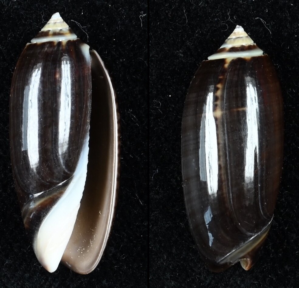 New shells - ShellBrothers - New shells