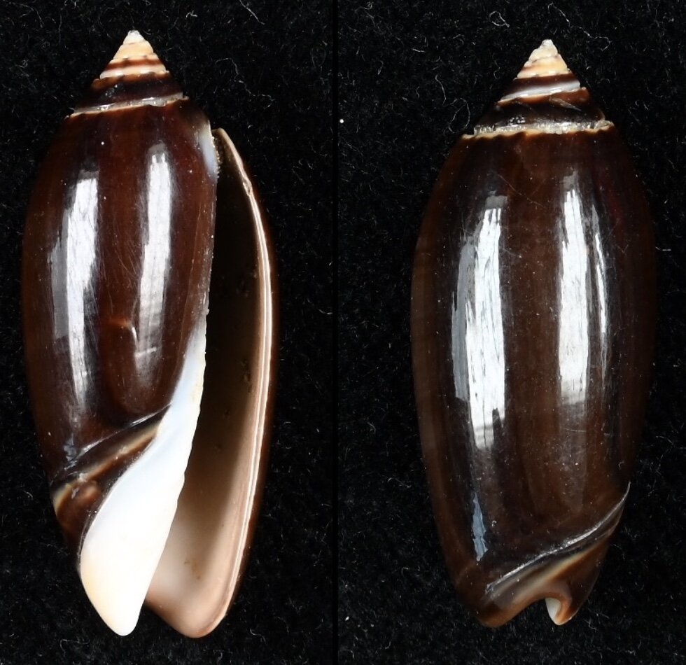New shells - ShellBrothers - New shells