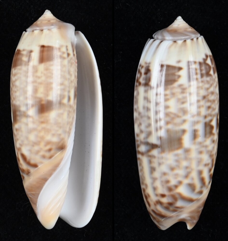 New shells - ShellBrothers - New shells