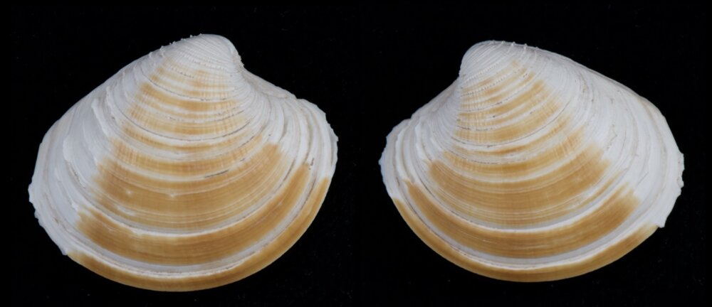 New shells - ShellBrothers - New shells