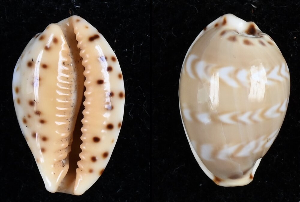 New shells - ShellBrothers - New shells