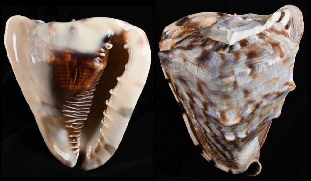 All shells - ShellBrothers - All shells