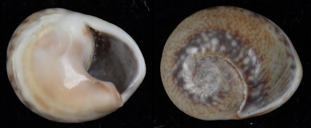 New shells - ShellBrothers - New shells