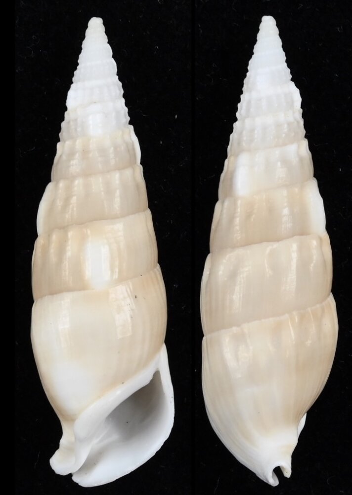 All shells - ShellBrothers - All shells