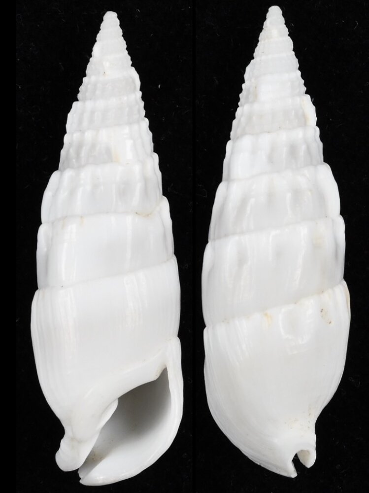 All shells - ShellBrothers - All shells