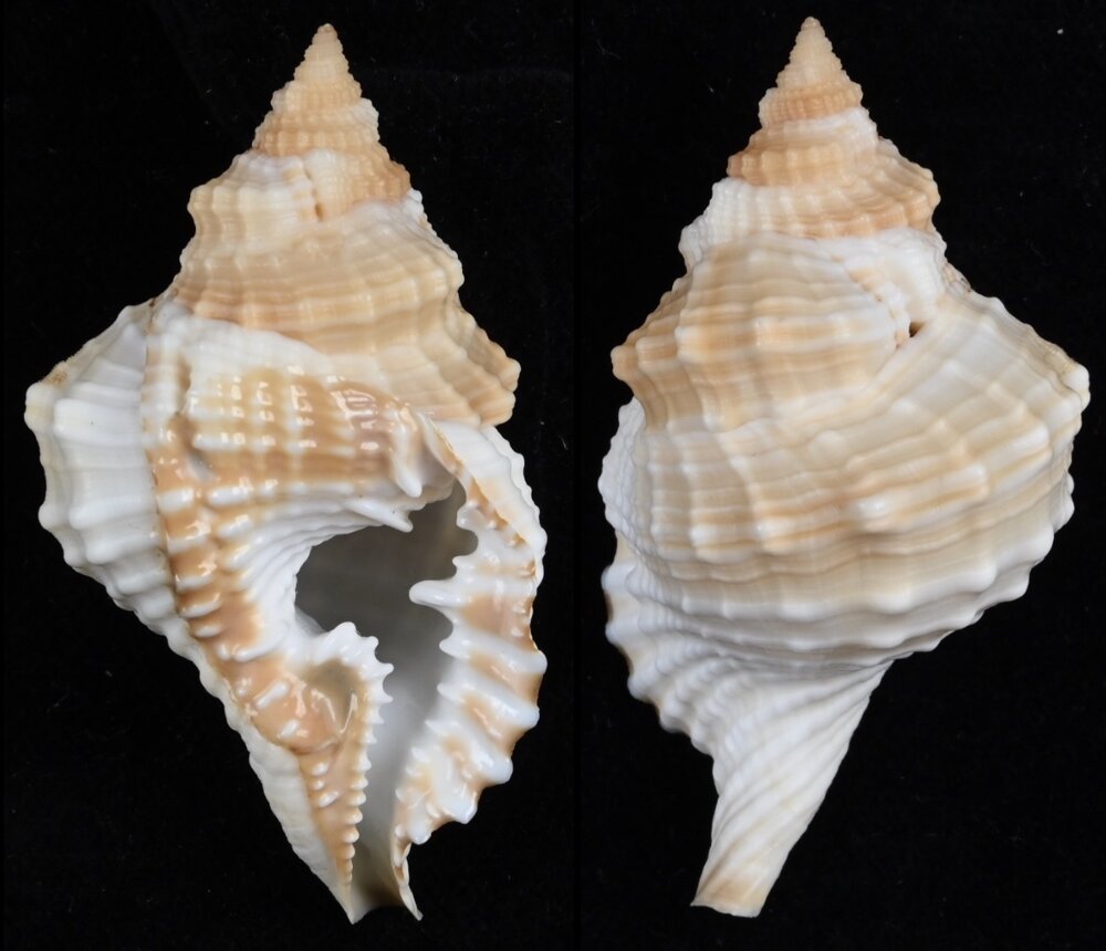 New shells - ShellBrothers - New shells