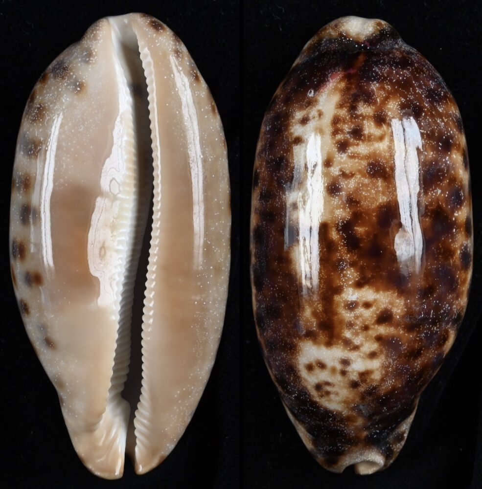 All shells - ShellBrothers - All shells