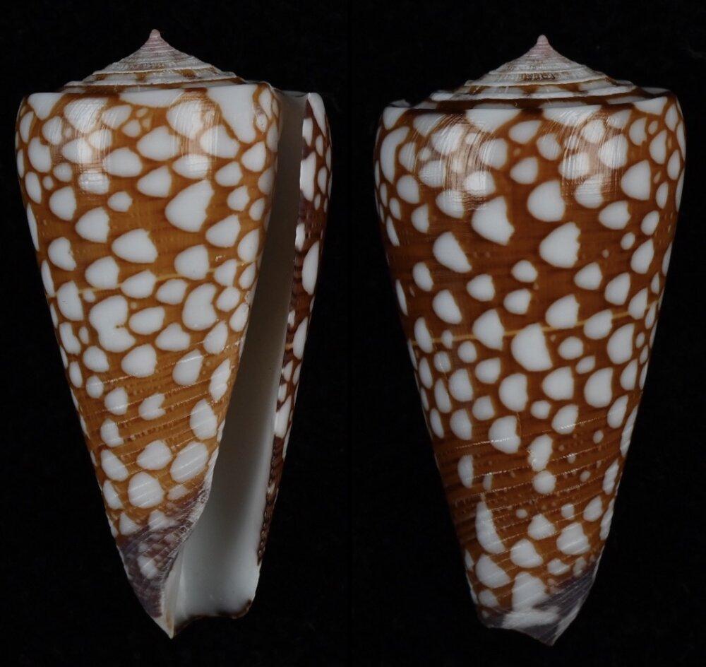 New shells - ShellBrothers - New shells