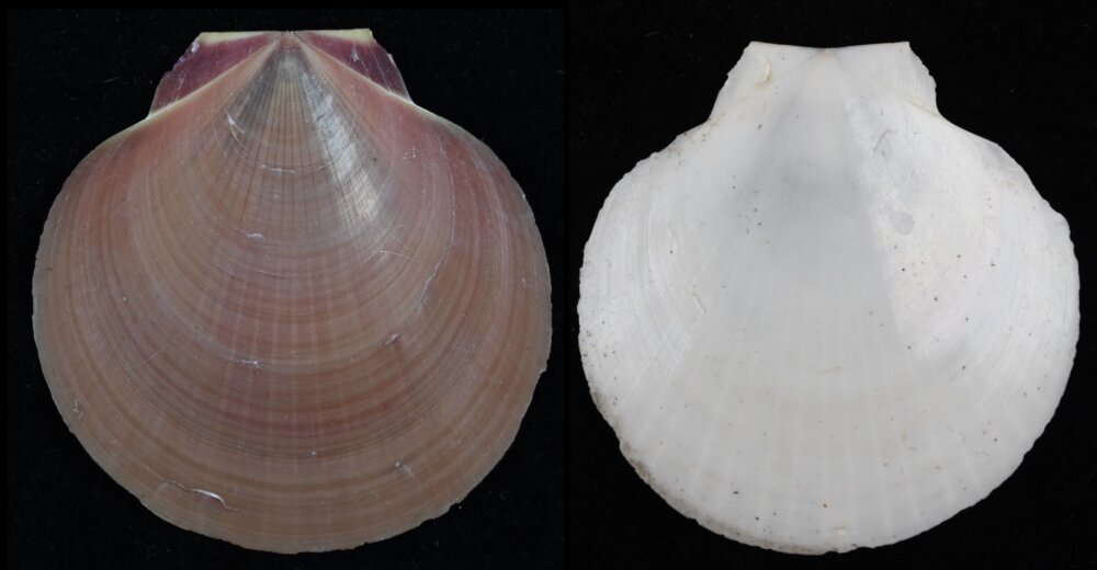 All shells - ShellBrothers - All shells