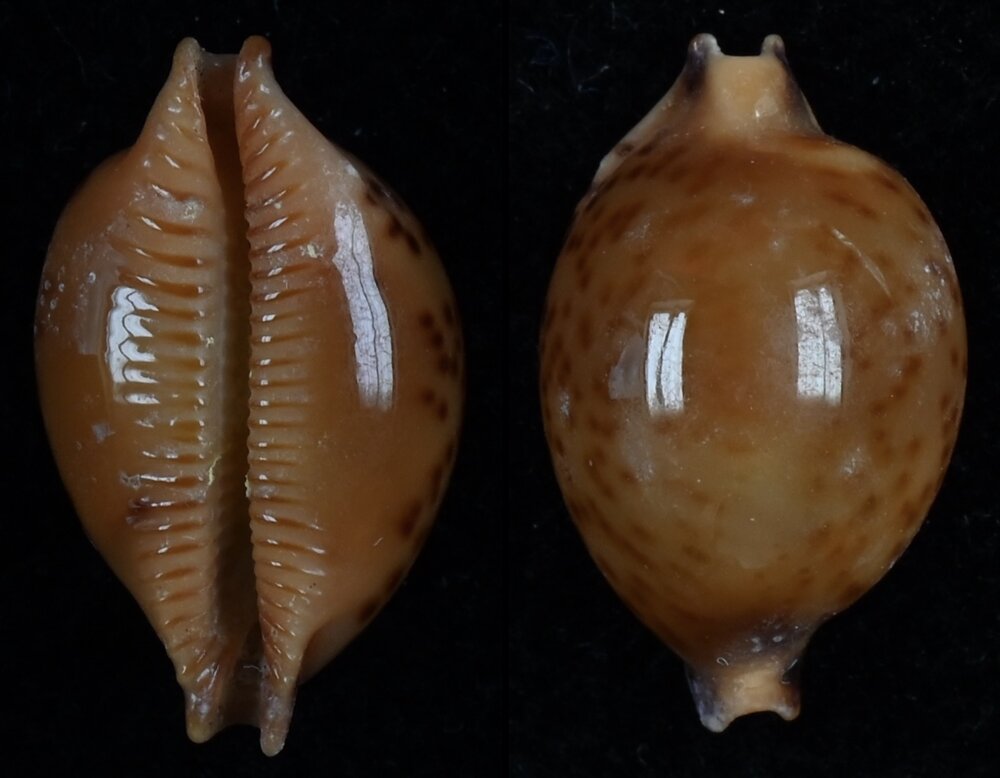 All shells - ShellBrothers - All shells