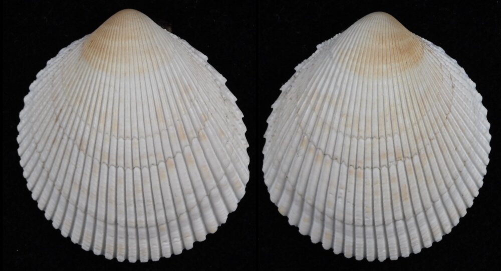 All shells - ShellBrothers - All shells
