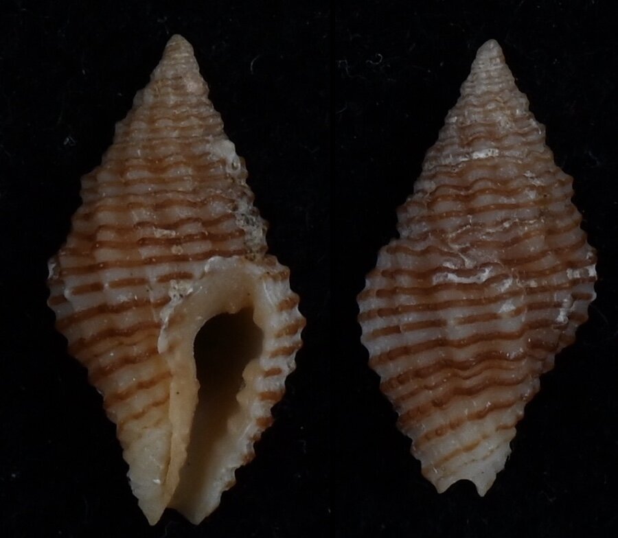 All shells - ShellBrothers - All shells