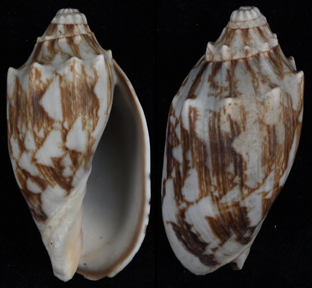 All shells - ShellBrothers - All shells