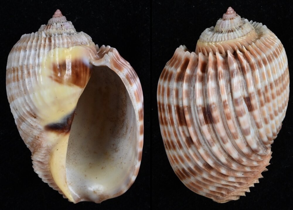 All shells - ShellBrothers - All shells