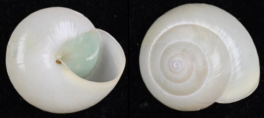 All shells - ShellBrothers - All shells