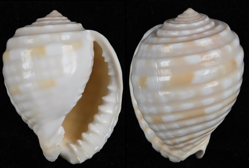 All shells - ShellBrothers - All shells