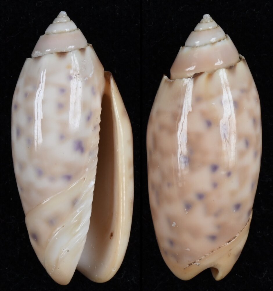 All shells - ShellBrothers - All shells