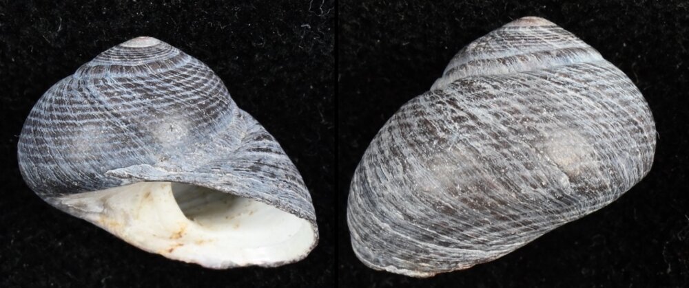 All shells - ShellBrothers - All shells
