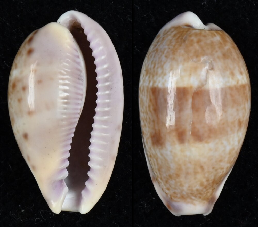 All shells - ShellBrothers - All shells
