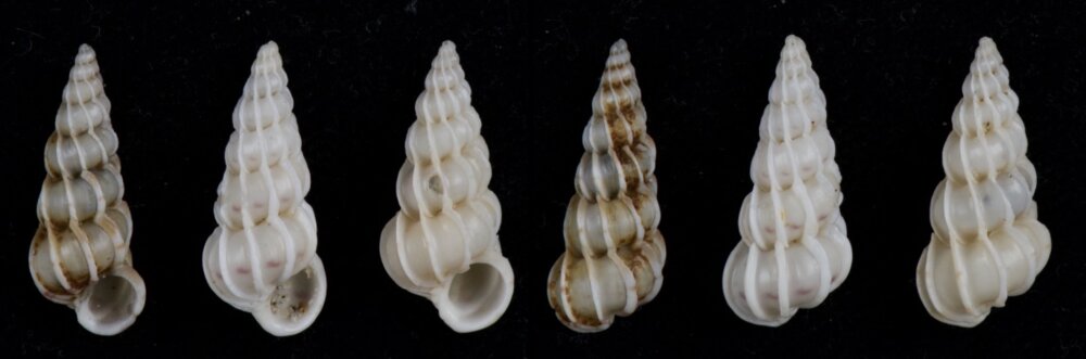 All shells - ShellBrothers - All shells