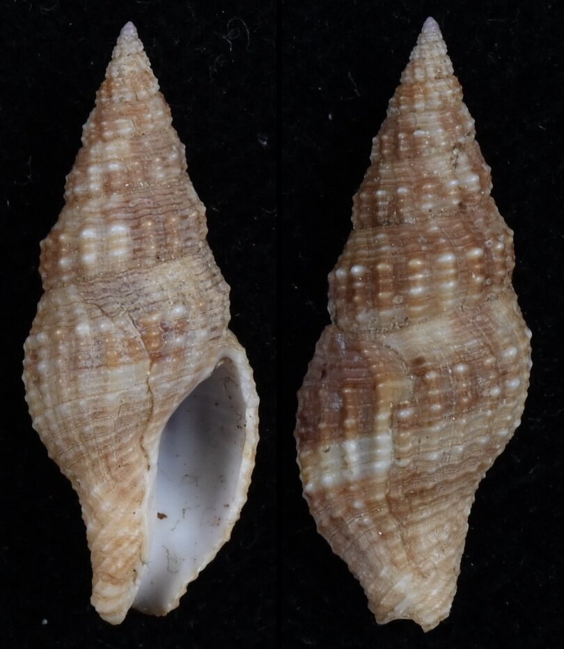 All shells - ShellBrothers - All shells