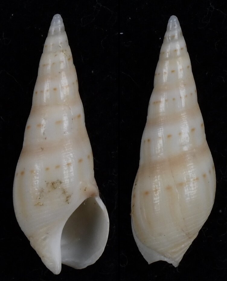 All shells - ShellBrothers - All shells