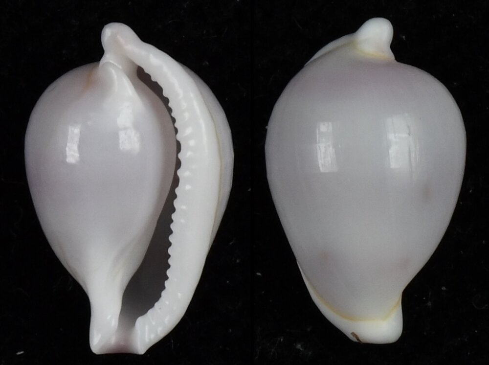 All shells - ShellBrothers - All shells