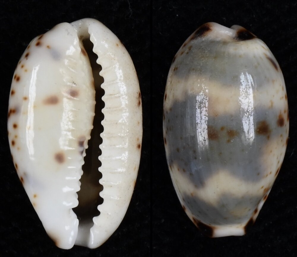 All shells - ShellBrothers - All shells