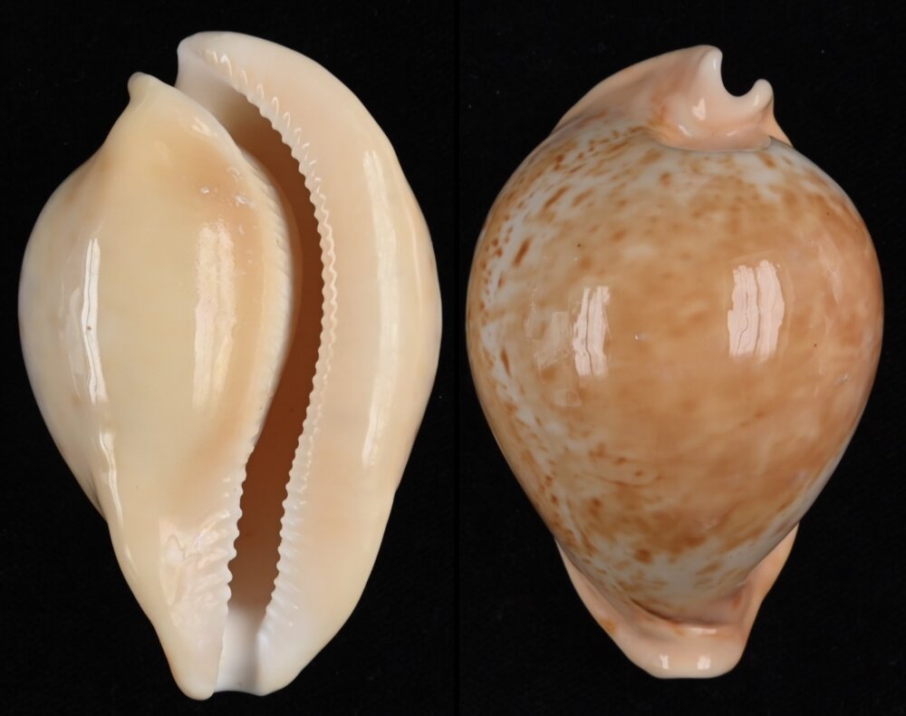 All shells - ShellBrothers - All shells