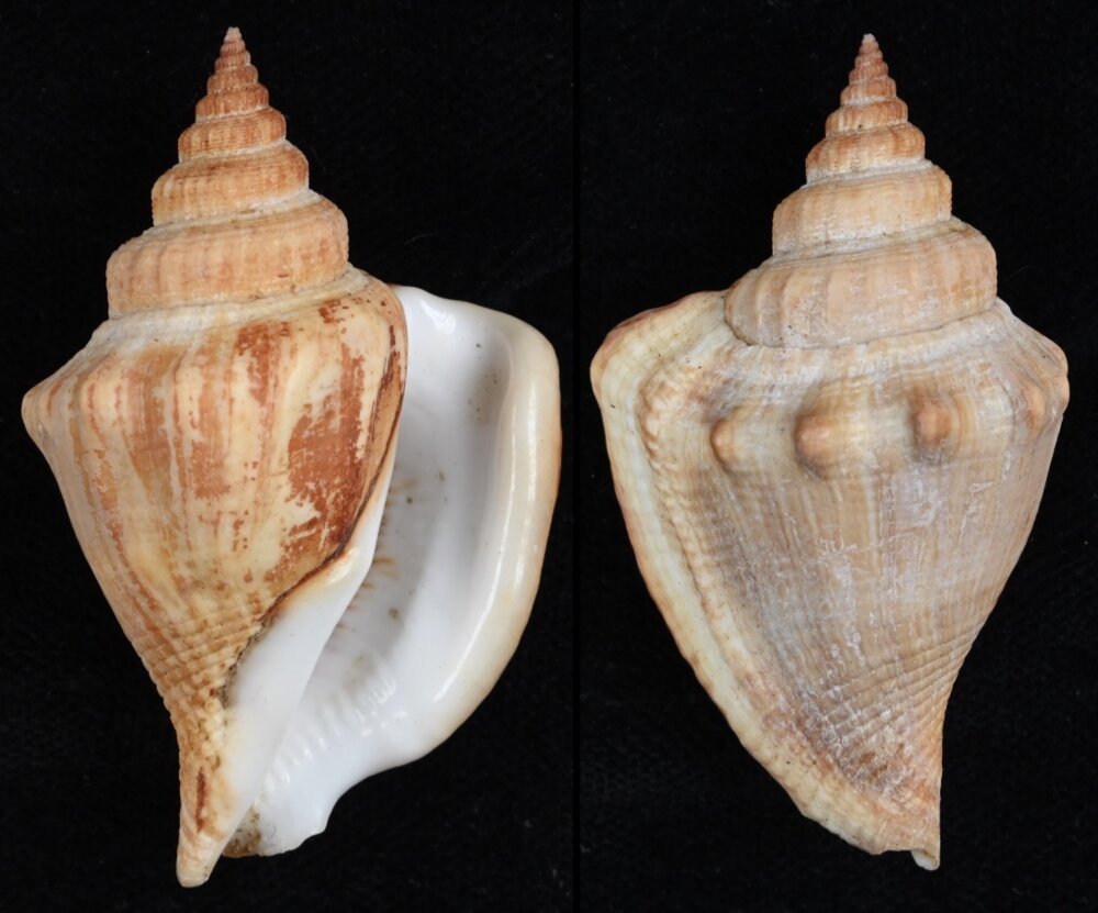 All shells - ShellBrothers - All shells