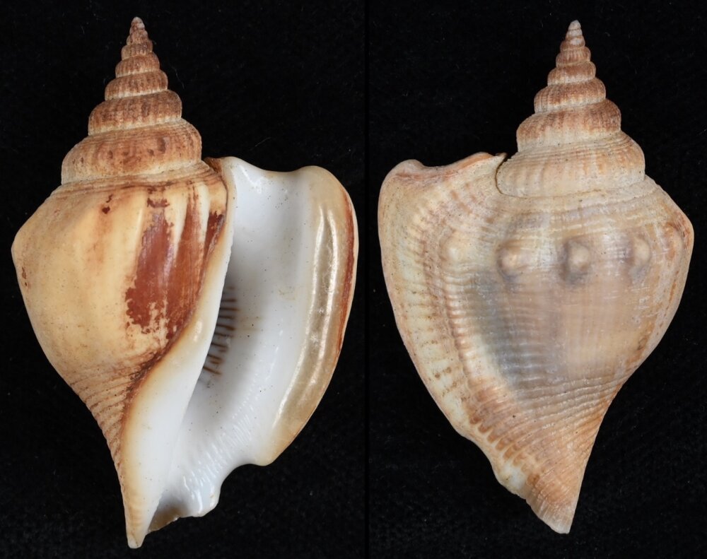 All shells - ShellBrothers - All shells