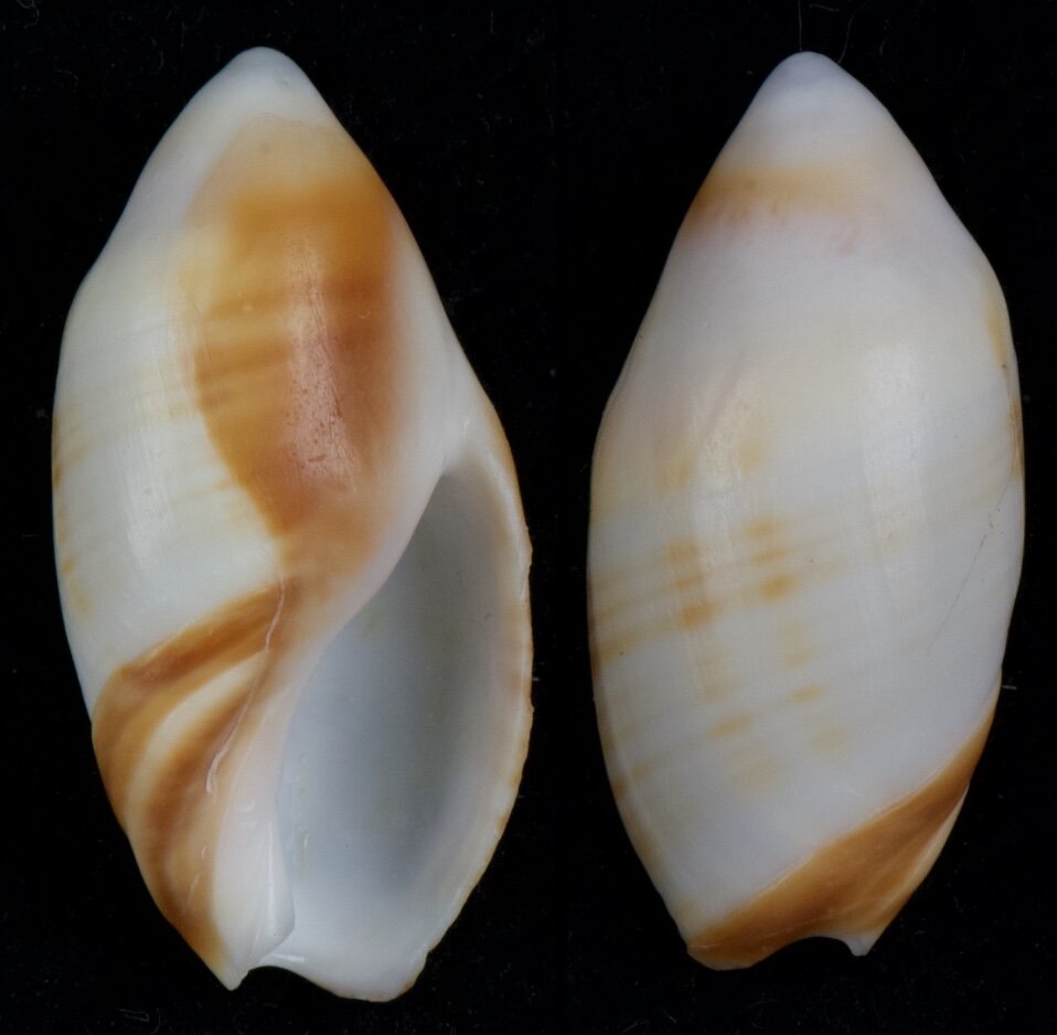 All shells - ShellBrothers - All shells