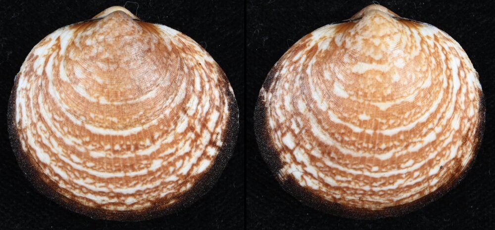 All shells - ShellBrothers - All shells