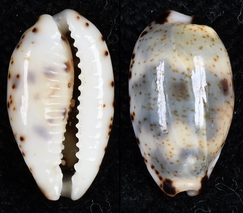 All shells - ShellBrothers - All shells