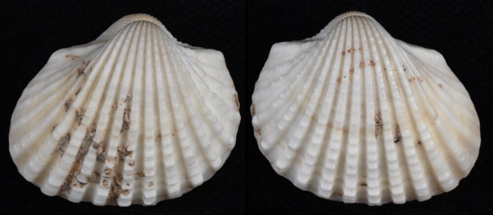 All shells - ShellBrothers - All shells