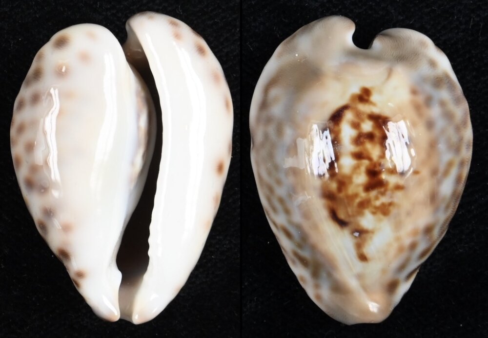 All shells - ShellBrothers - All shells