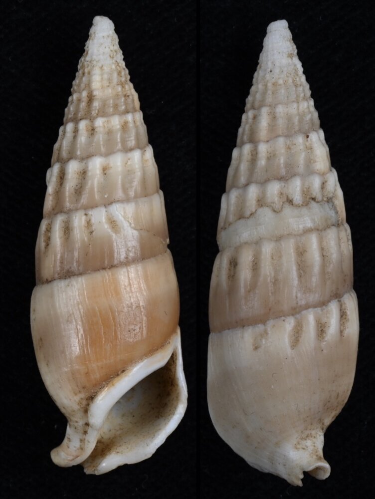 All shells - ShellBrothers - All shells