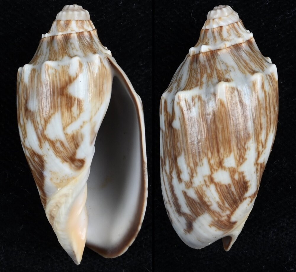 All shells - ShellBrothers - All shells