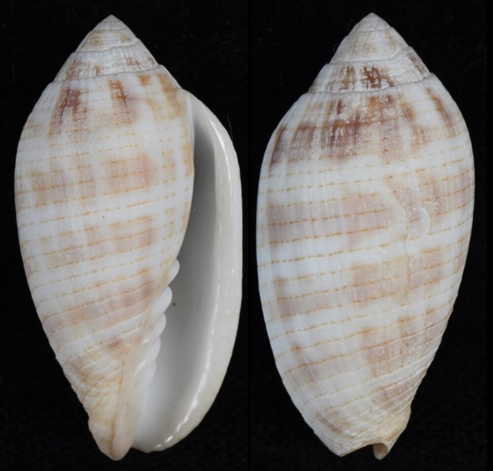 All shells - ShellBrothers - All shells