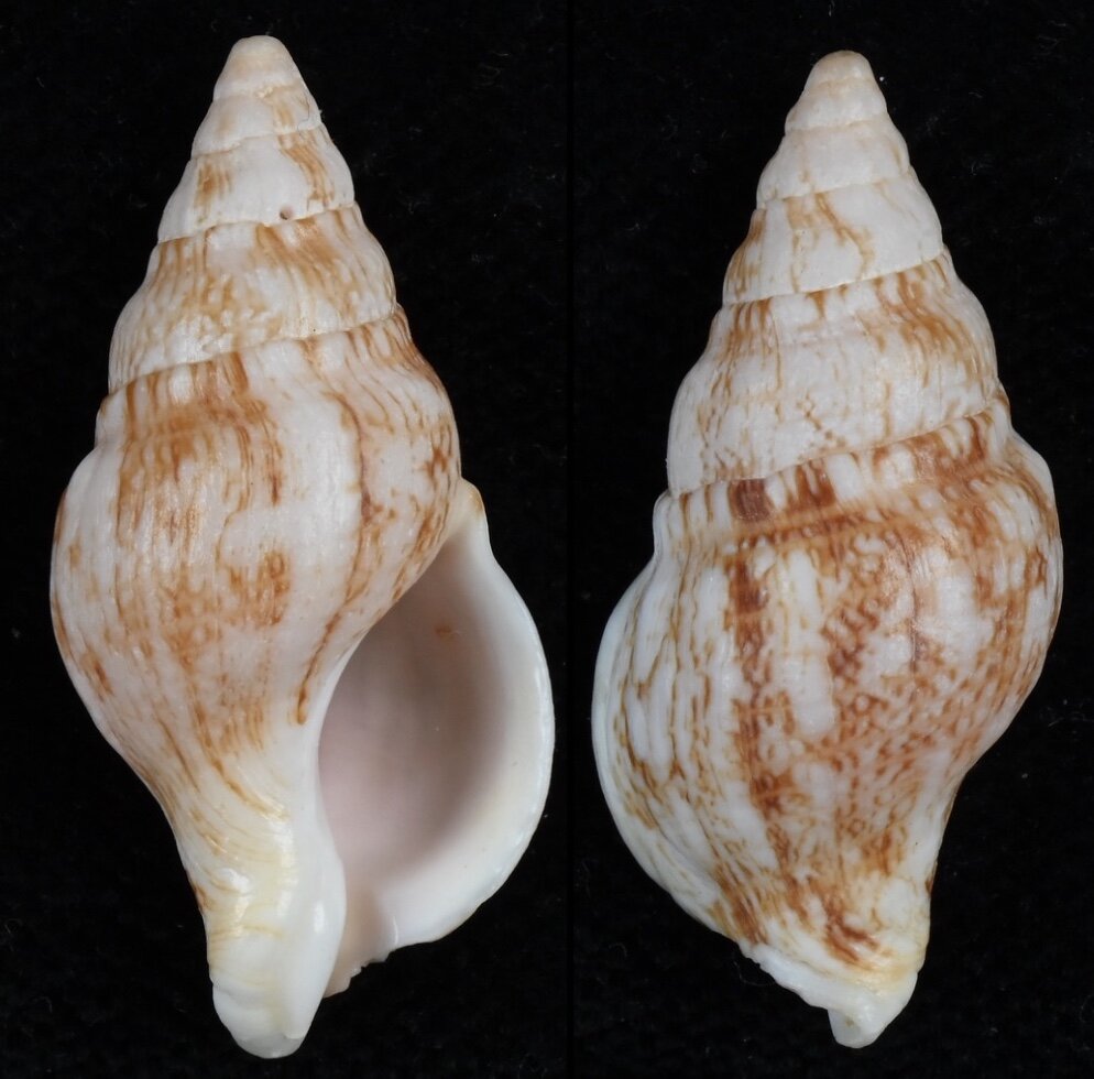 All shells - ShellBrothers - All shells